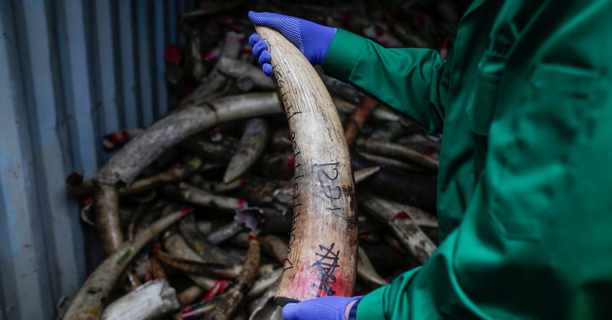 Stropers doden bijna negentig olifanten in Botswana - NRC