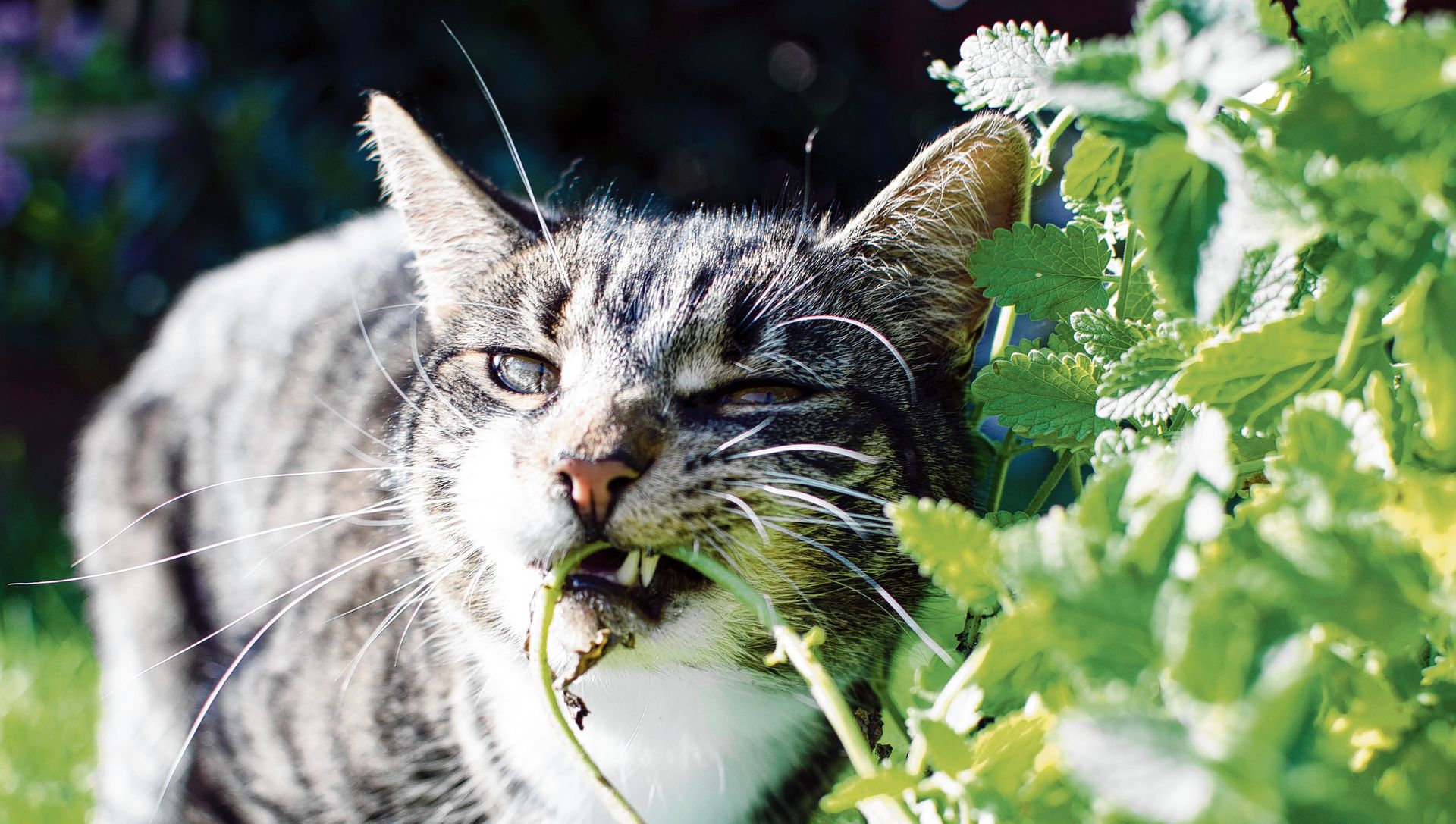 Kattenkruid maakt high én beschermt tegen muggen - NRC