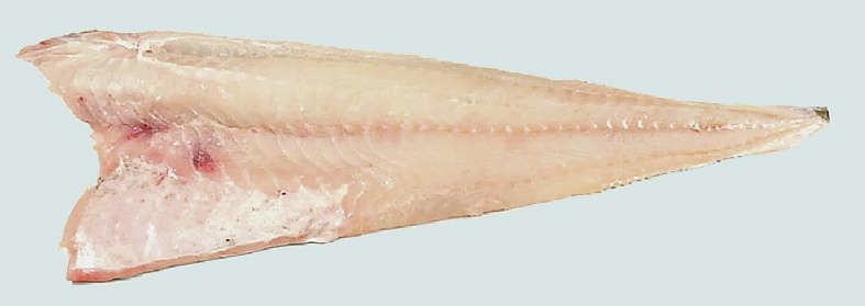 In de woestijn heten alle vissen vis - NRC