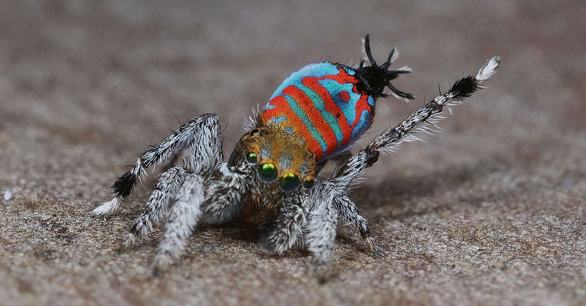 Een spin als een pauw, en hij danst - NRC