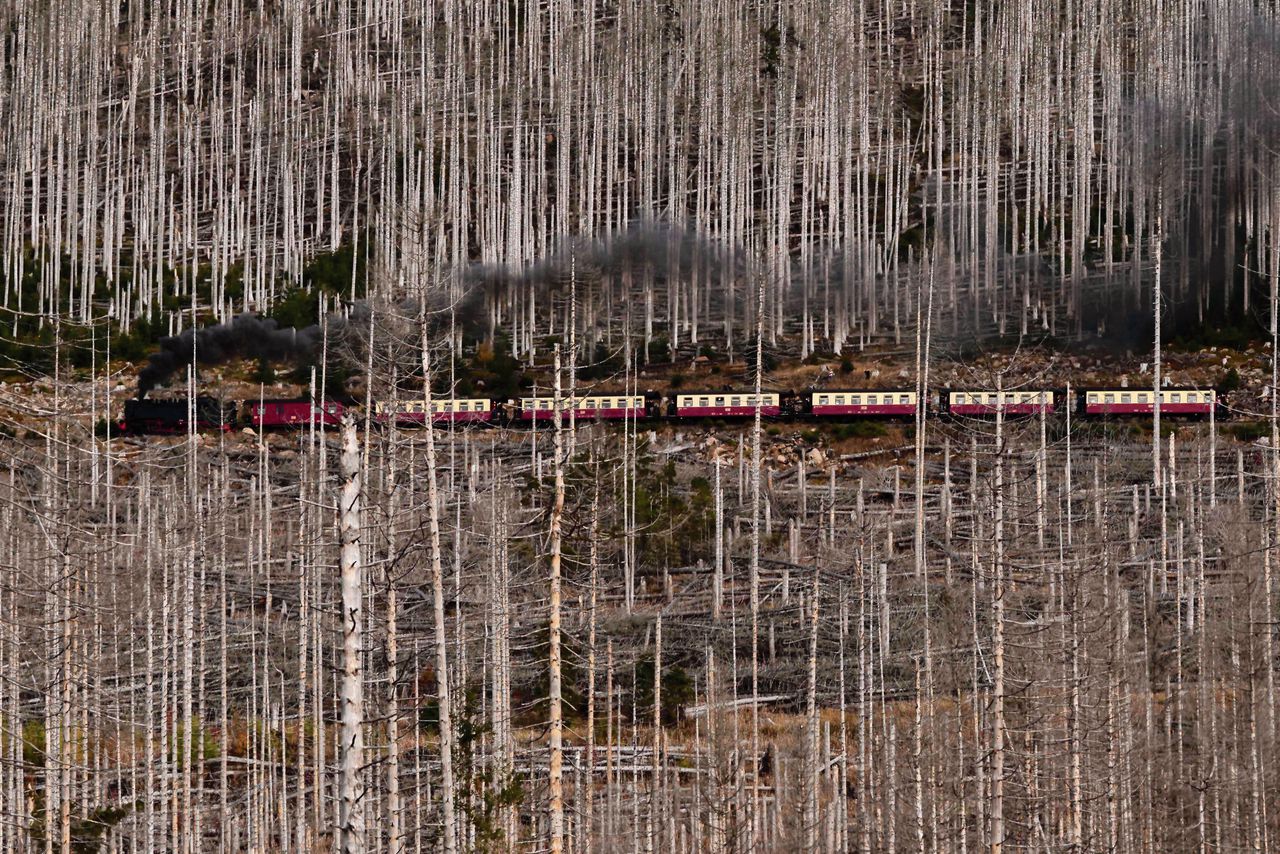 Een uitgedroogd Duits bos, kaalgevreten door kevers - NRC